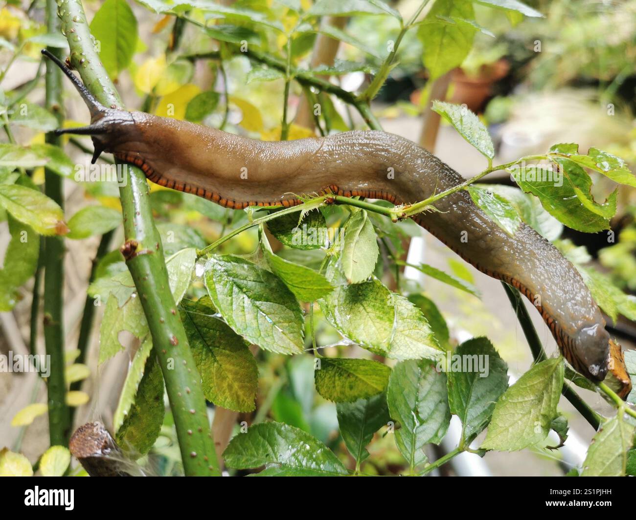 Spanish Slug (Arion vulgaris Stock Photo - Alamy