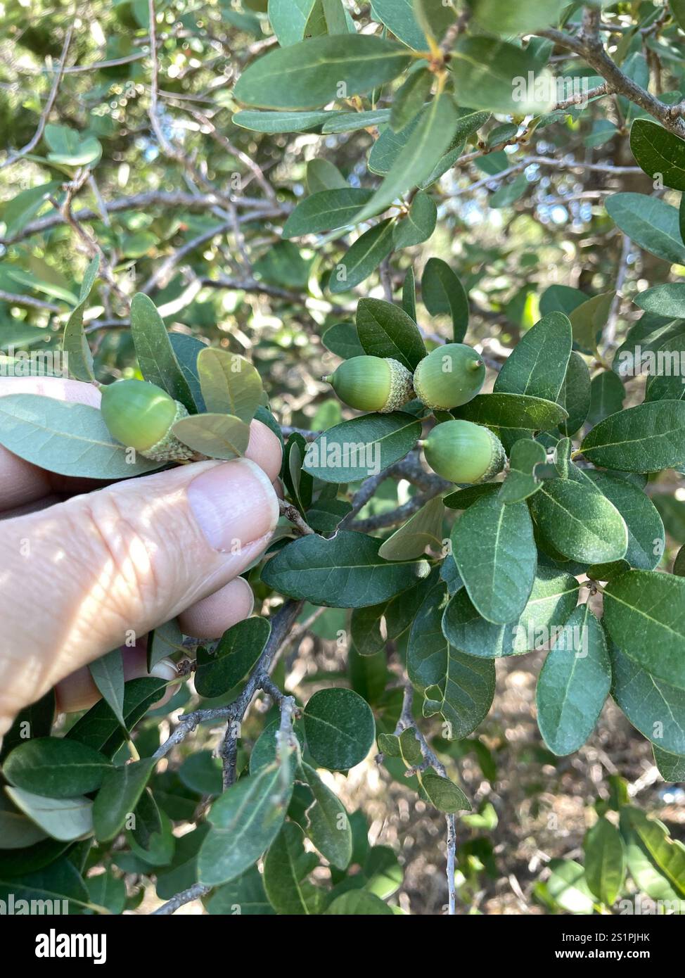 Texas live oak (Quercus fusiformis Stock Photo - Alamy