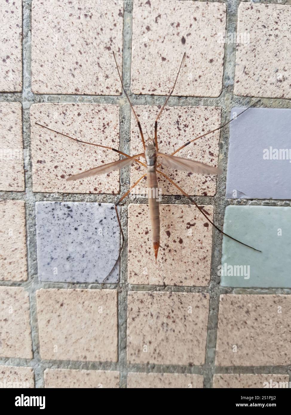 European Crane Fly (Tipula paludosa Stock Photo - Alamy