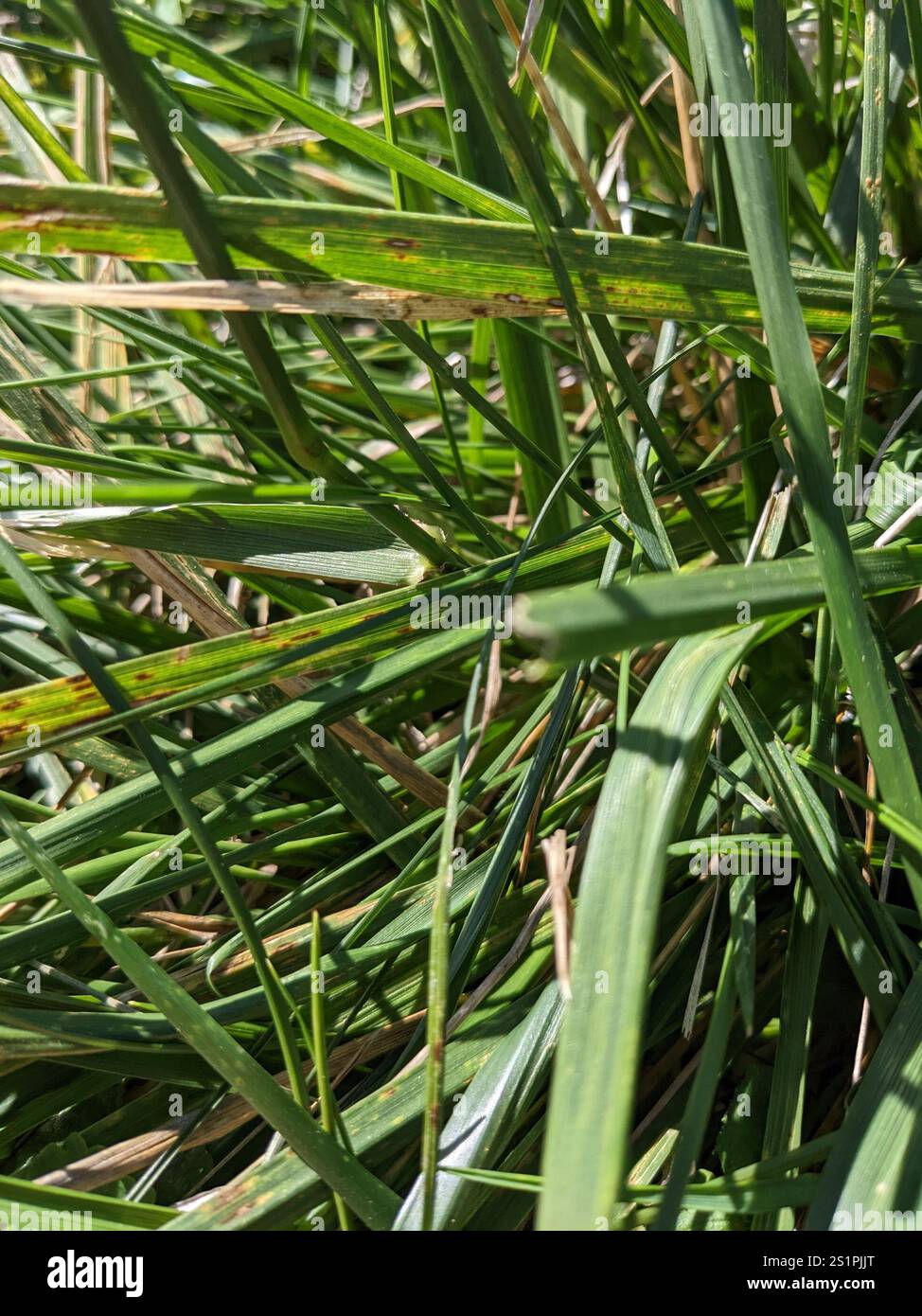 tall fescue (Lolium arundinaceum Stock Photo - Alamy