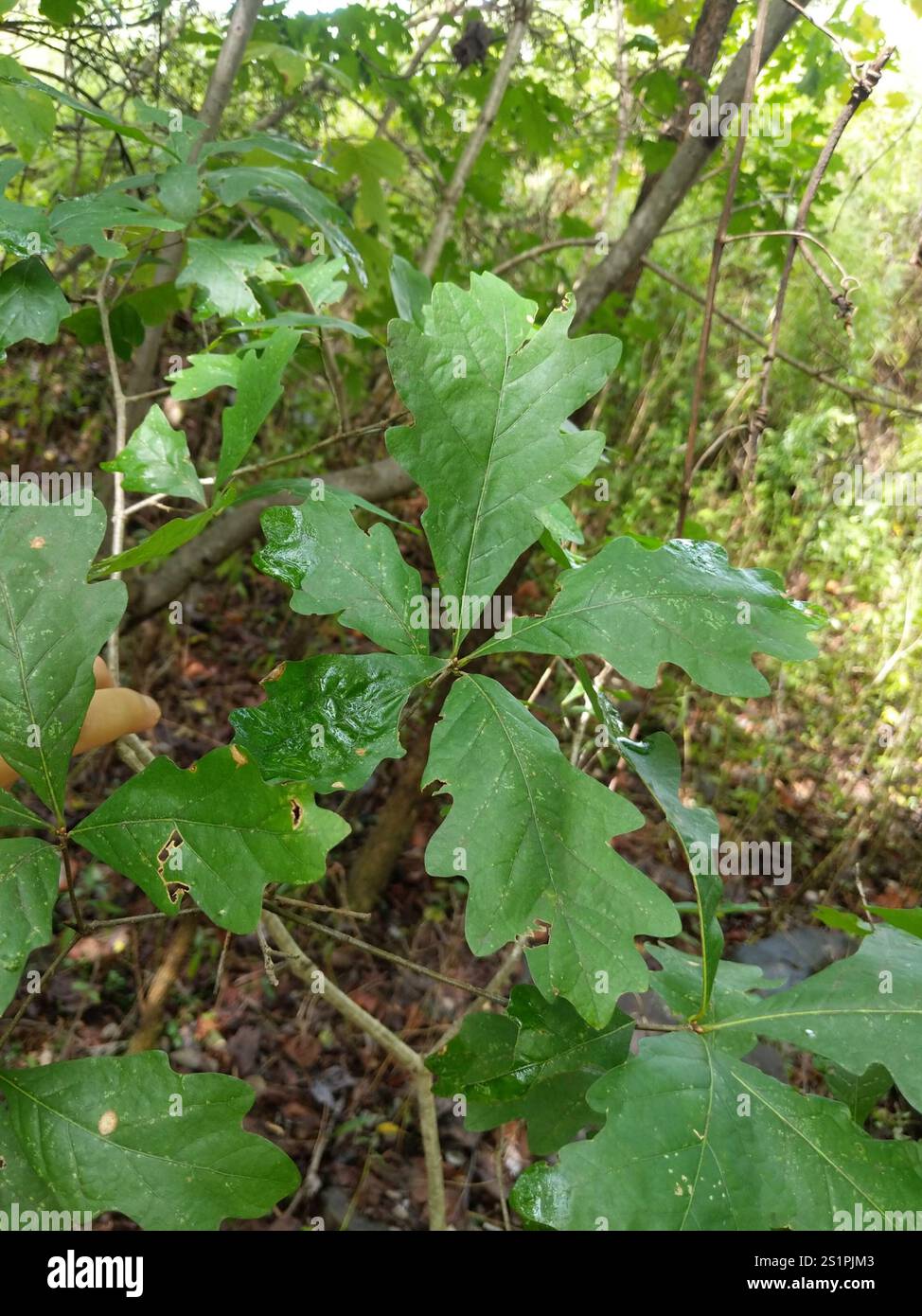 white oak club gall wasp (Callirhytis clavula Stock Photo - Alamy