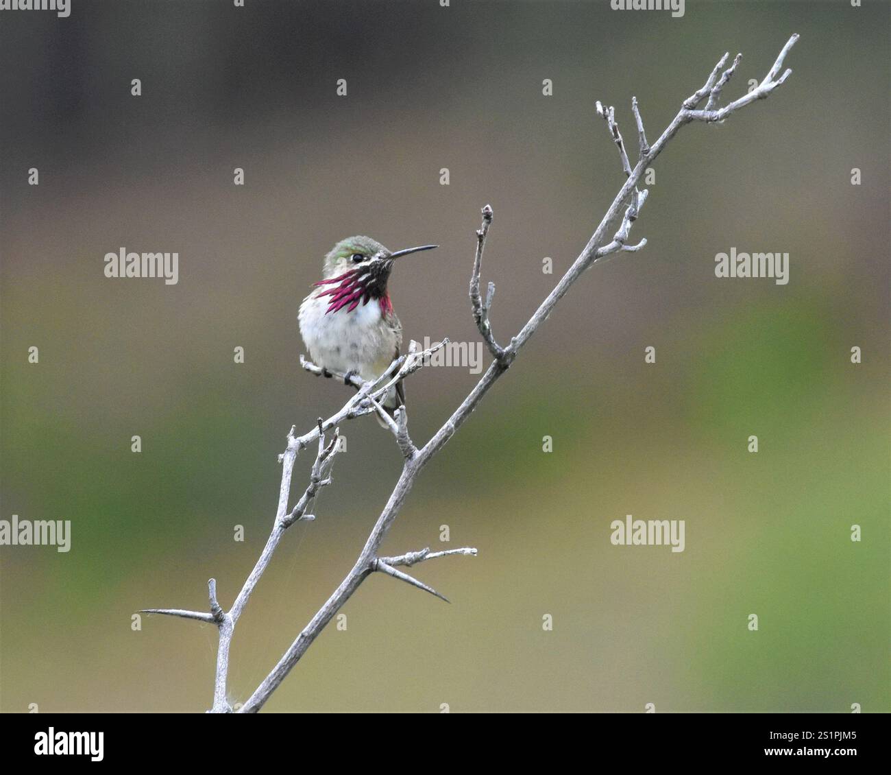 Calliope Hummingbird (Selasphorus calliope Stock Photo - Alamy