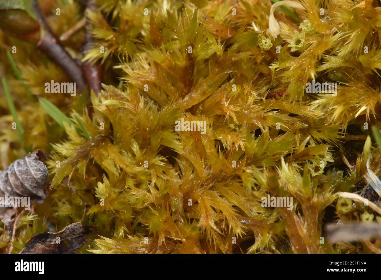 Golden Fuzzy Fen Moss (Tomentypnum nitens Stock Photo - Alamy