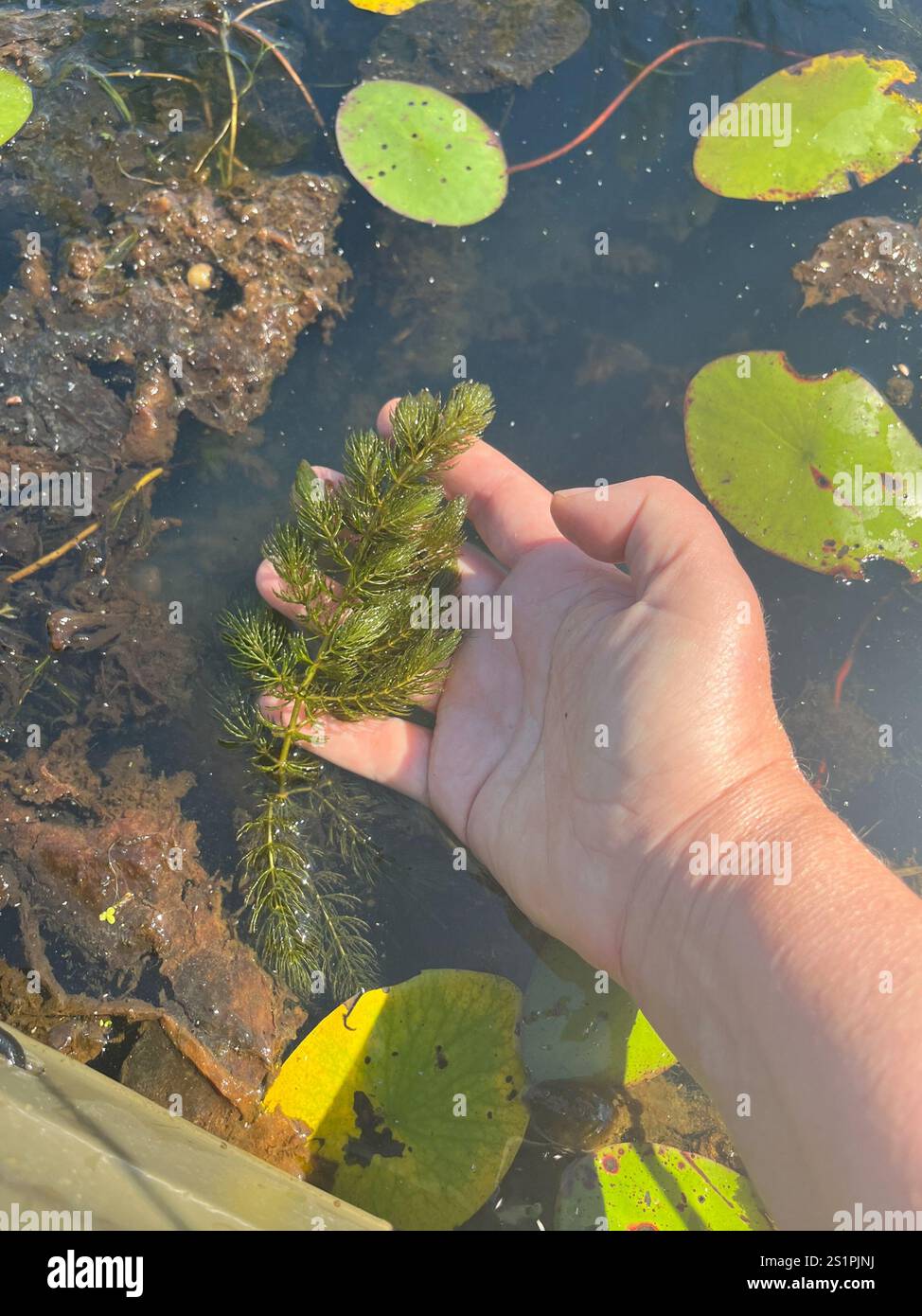 coontail (Ceratophyllum demersum Stock Photo - Alamy