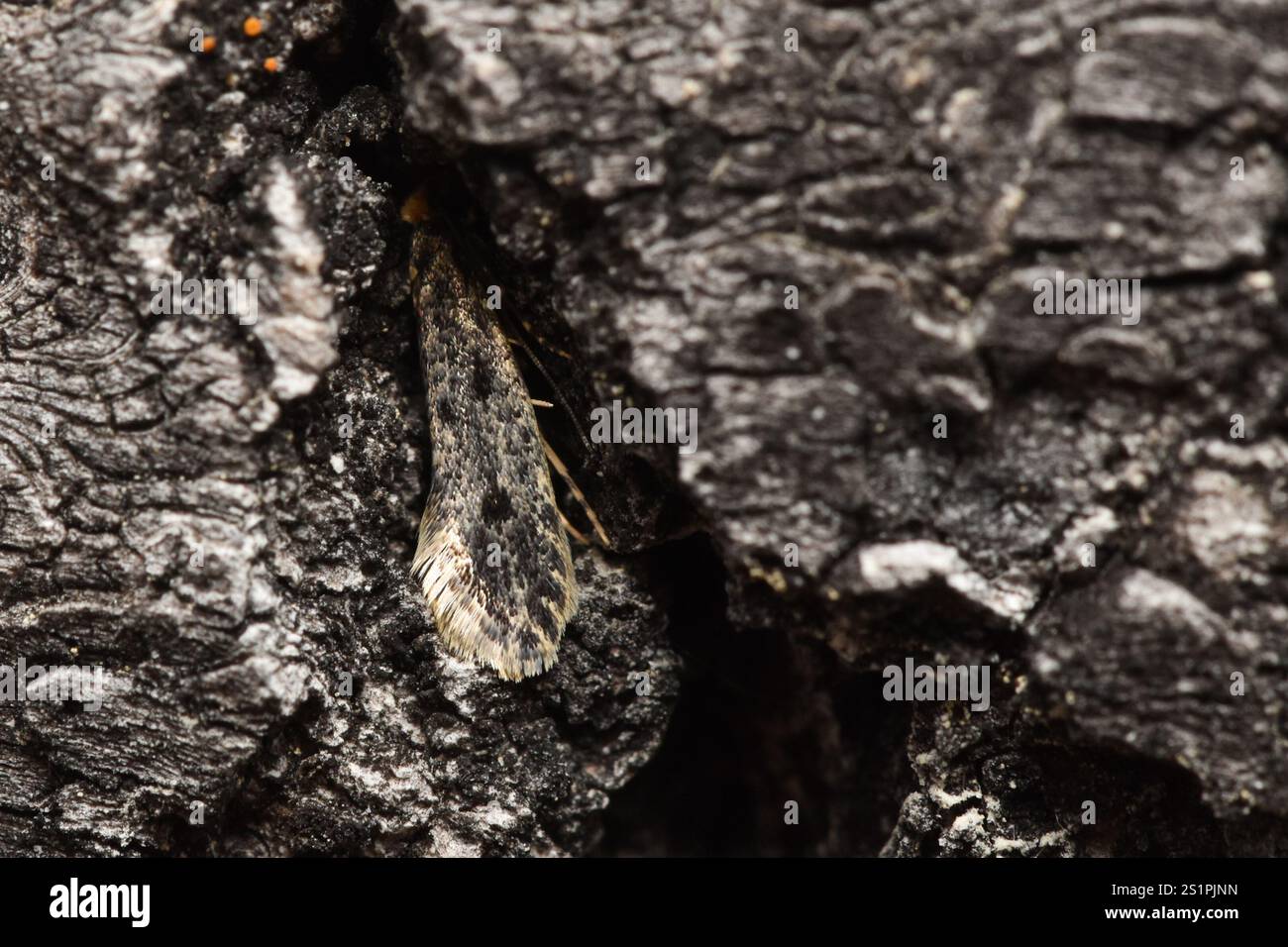 Fungus Moths, Clothes Moths, & Allies (Tineidae Stock Photo - Alamy