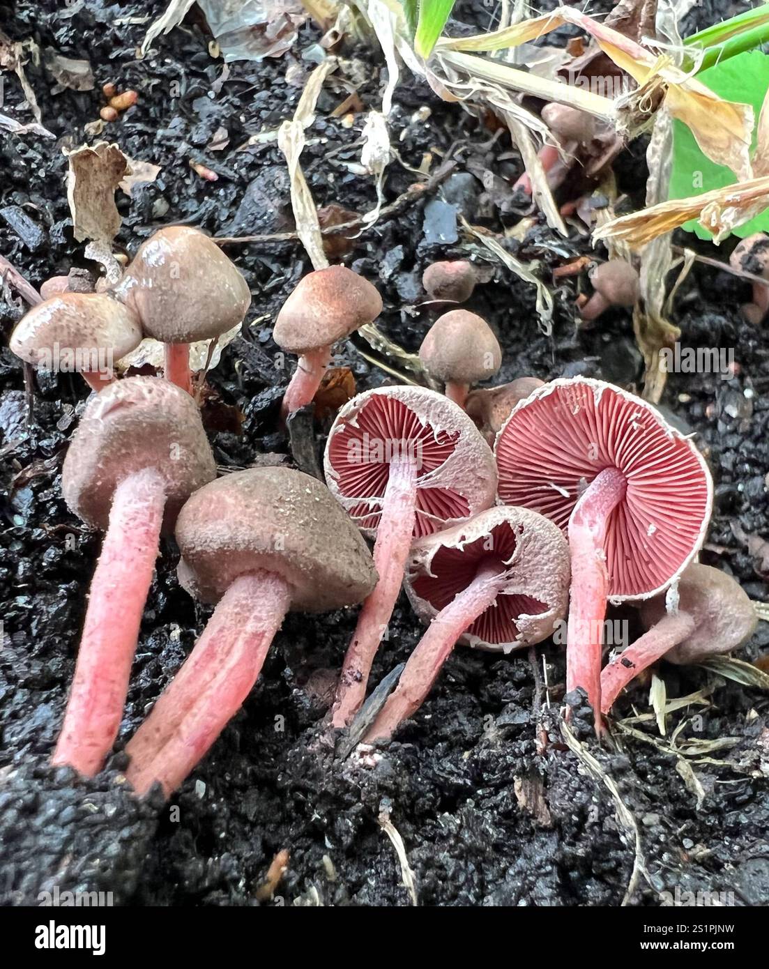 redspored dapperling (Melanophyllum haematospermum Stock Photo - Alamy