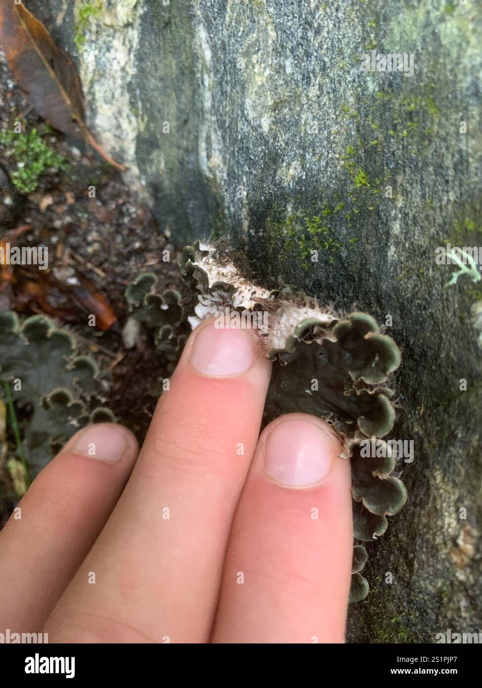 horizontal pelt lichen (Peltigera horizontalis Stock Photo - Alamy