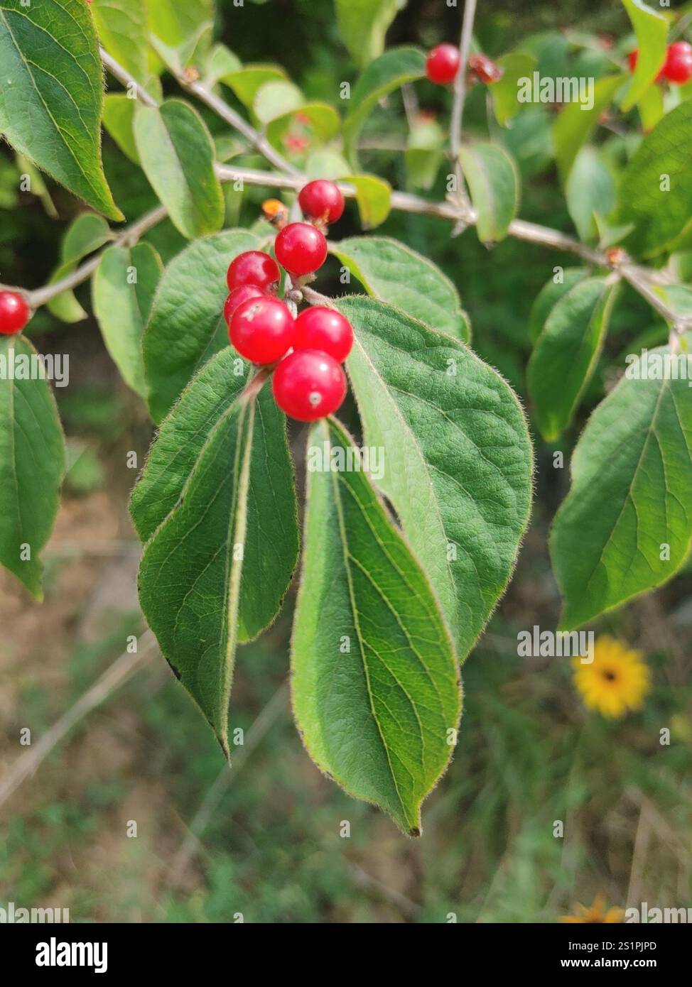 Amur honeysuckle (Lonicera maackii Stock Photo - Alamy