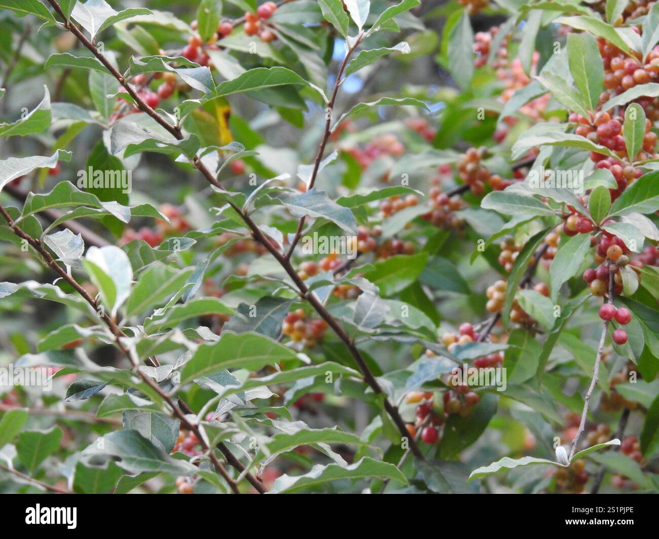 autumn olive (Elaeagnus umbellata Stock Photo - Alamy