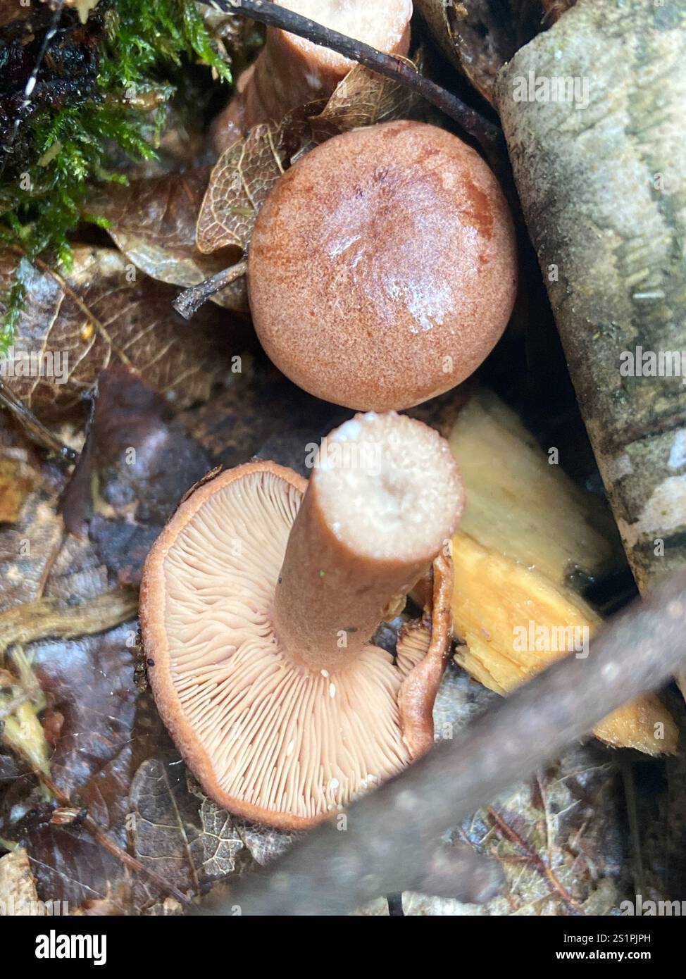 Lactarius quietus hi-res stock photography and images - Alamy