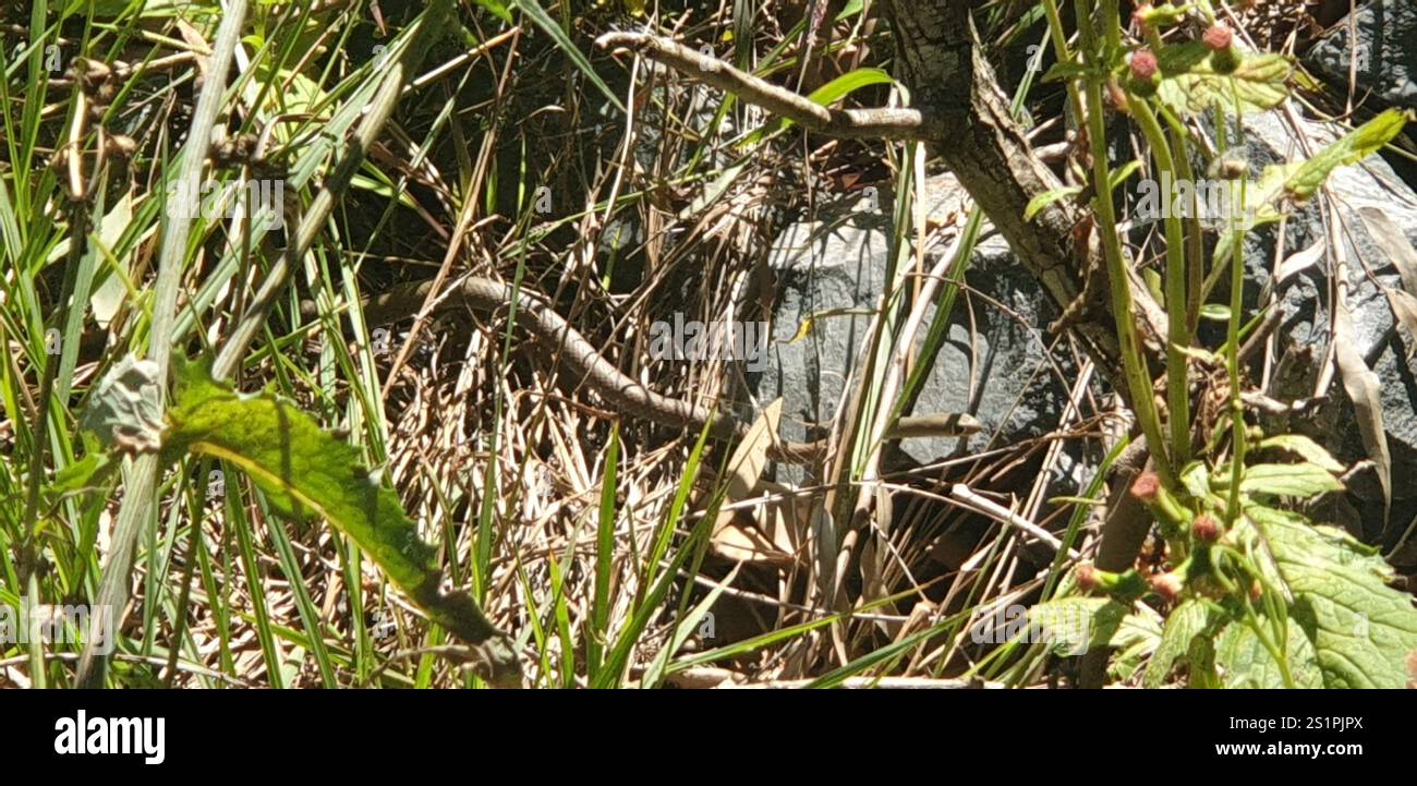 Yellow faced whipsnake hi-res stock photography and images - Alamy