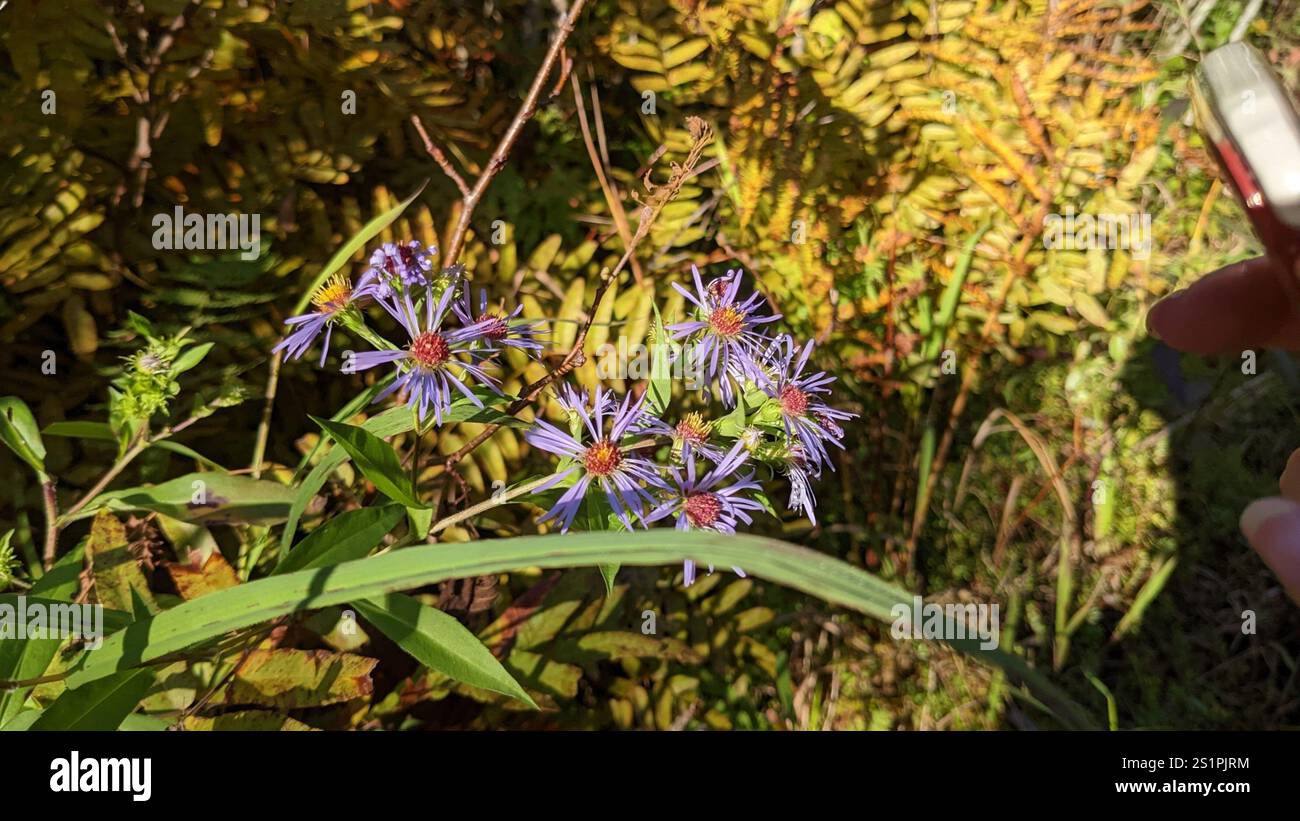swamp aster (Symphyotrichum puniceum Stock Photo - Alamy