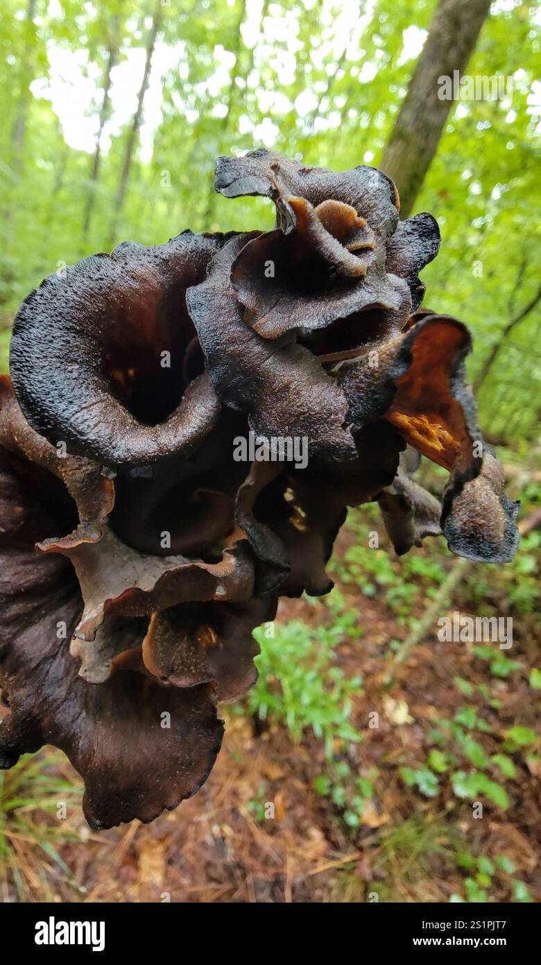 Eastern Black Trumpet (Craterellus fallax Stock Photo - Alamy