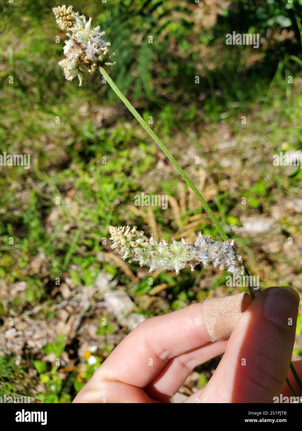 Plains Snakecotton (Froelichia floridana Stock Photo - Alamy
