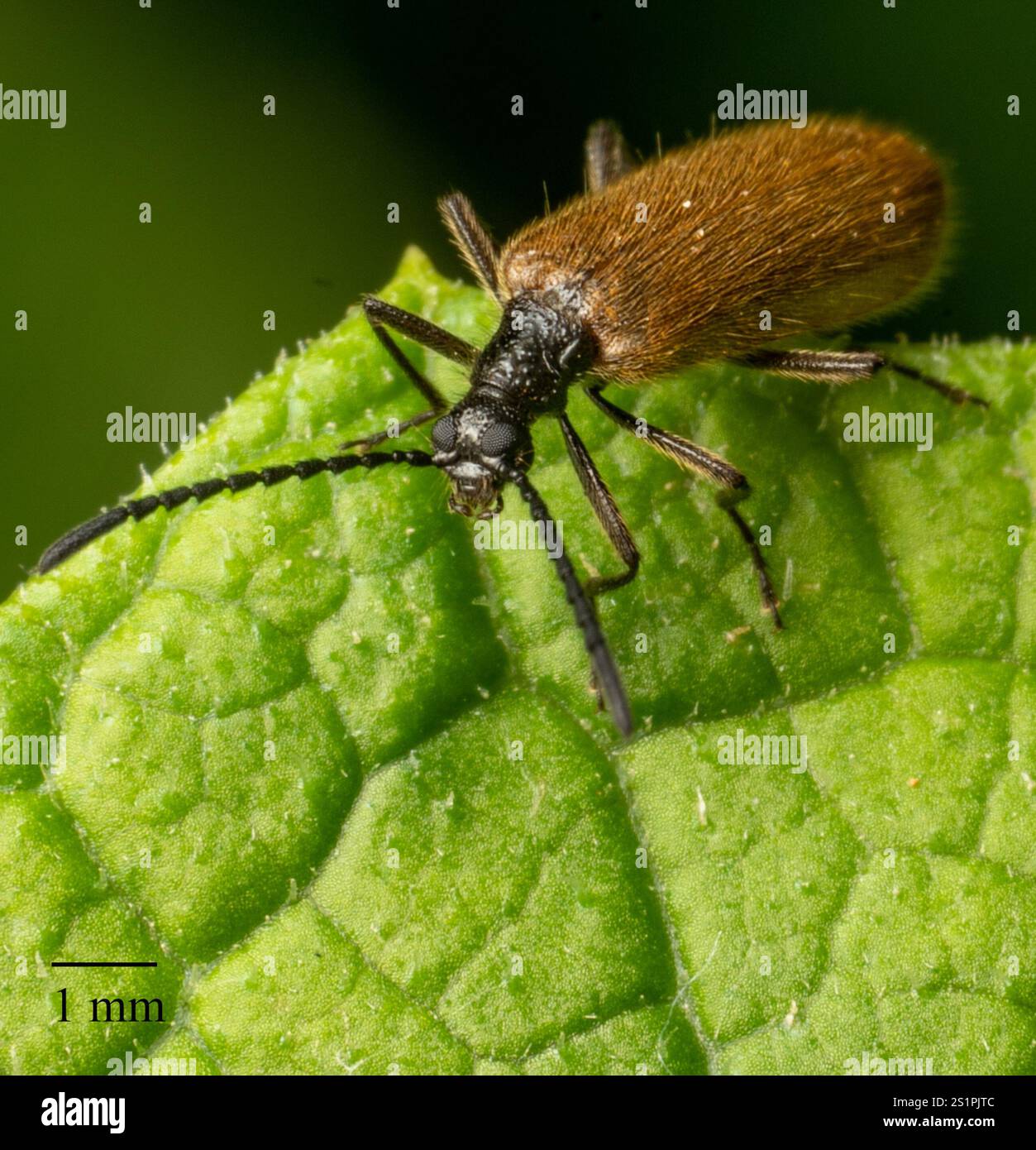 Rough-haired Lagria Beetle (Lagria hirta Stock Photo - Alamy