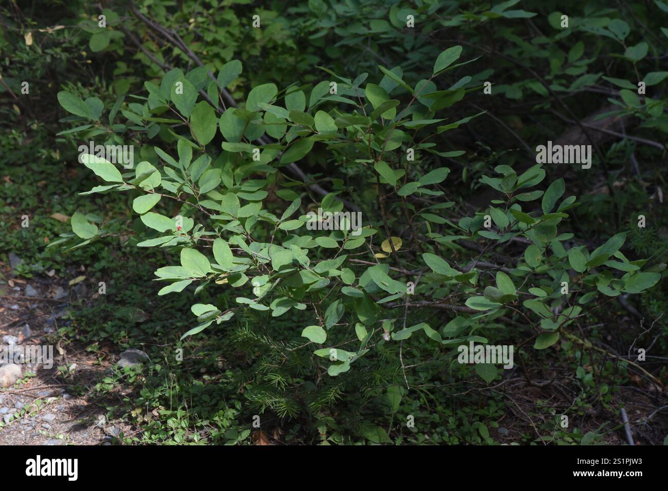 Utah Honeysuckle (Lonicera utahensis Stock Photo - Alamy