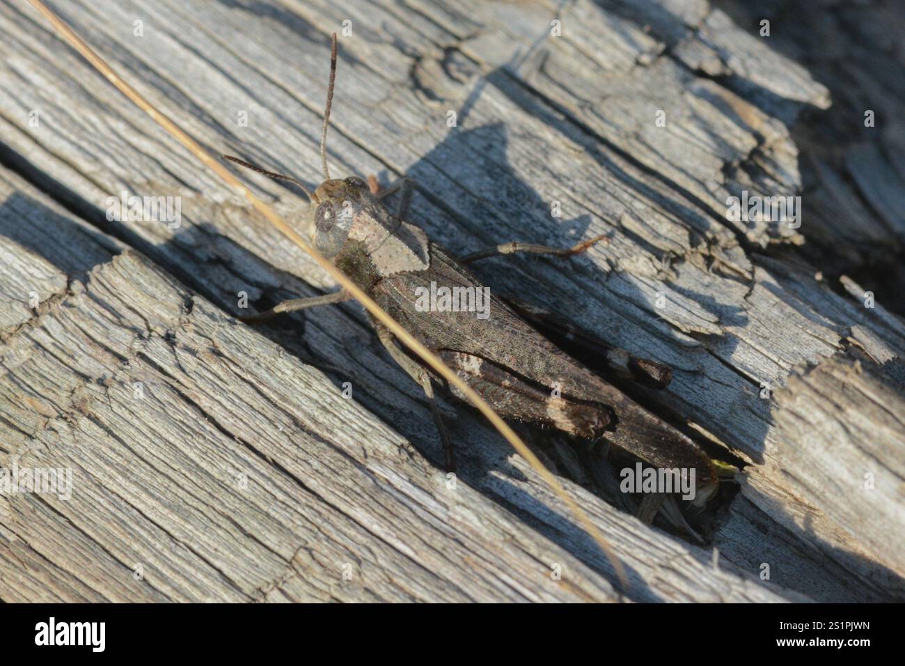Red-winged Grasshopper (Arphia pseudonietana Stock Photo - Alamy