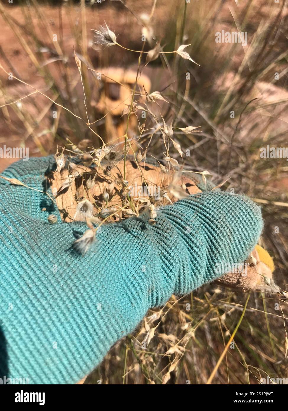 Sand Ricegrass (Eriocoma hymenoides Stock Photo - Alamy