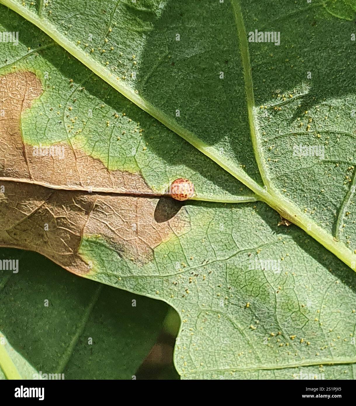 Oyster Gall Wasp (Neuroterus anthracinus Stock Photo - Alamy
