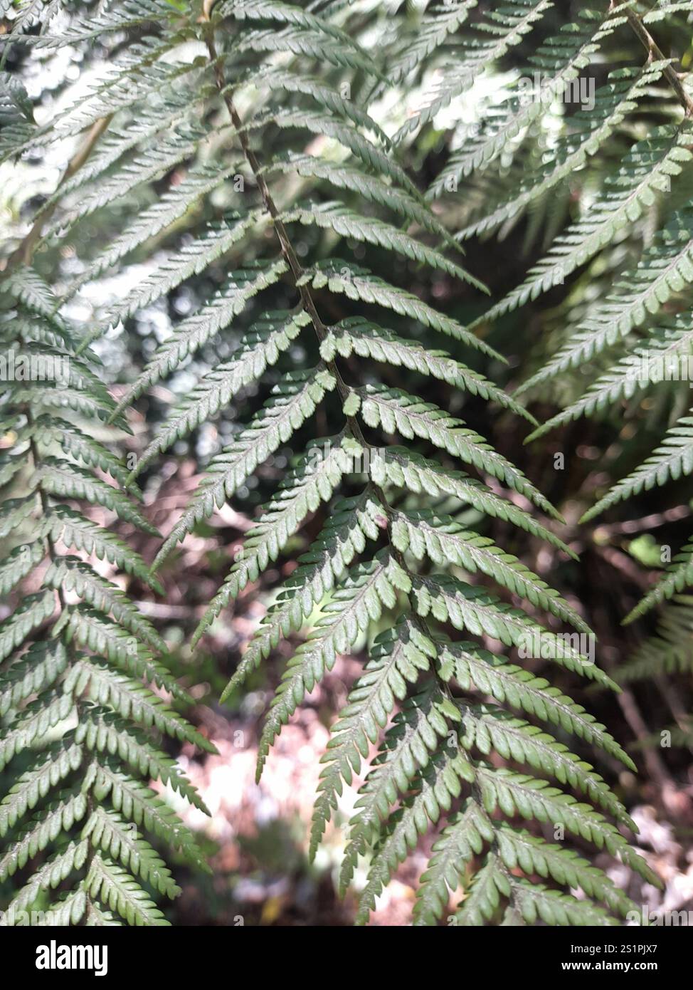 diamondleaf fern (Lophosoria quadripinnata Stock Photo - Alamy
