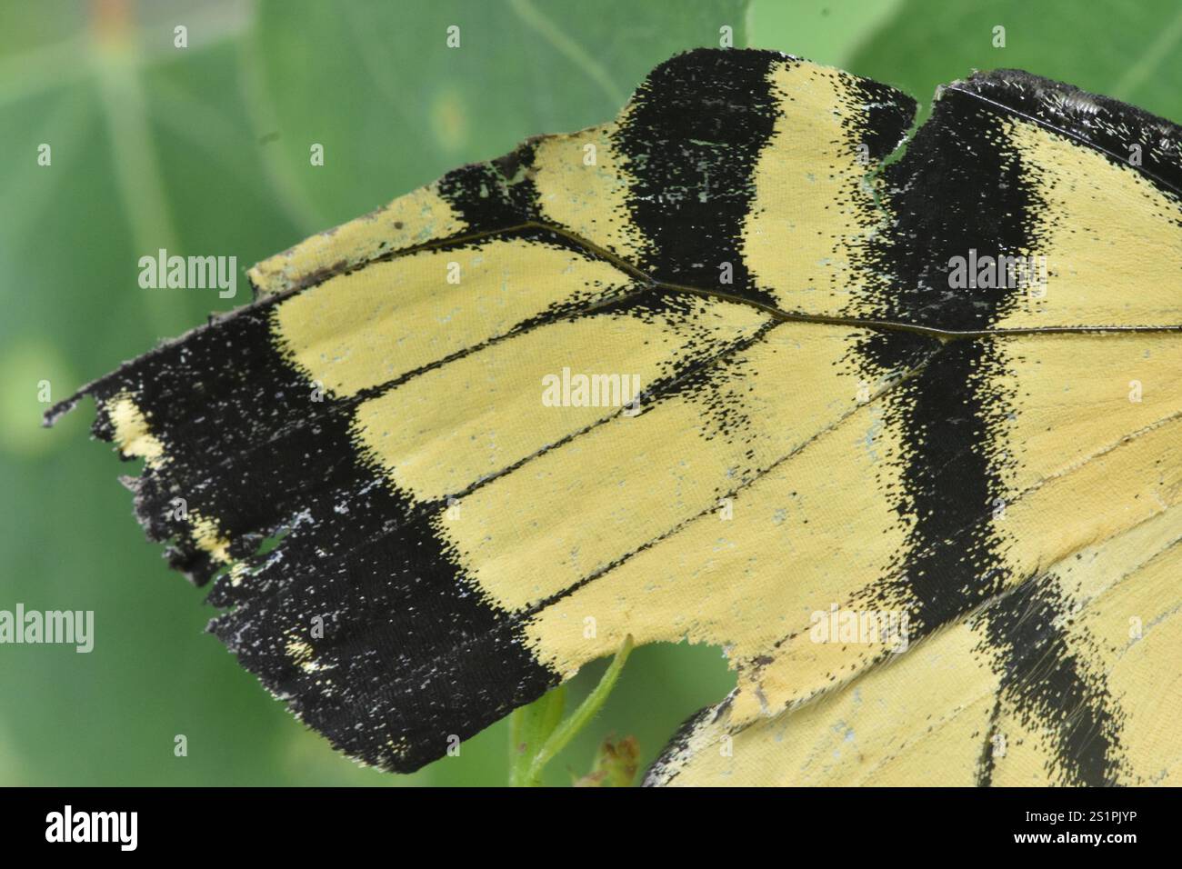 Canadian Tiger Swallowtail (Papilio canadensis Stock Photo - Alamy