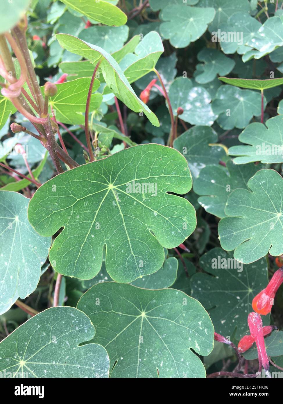 mashua (Tropaeolum tuberosum Stock Photo - Alamy