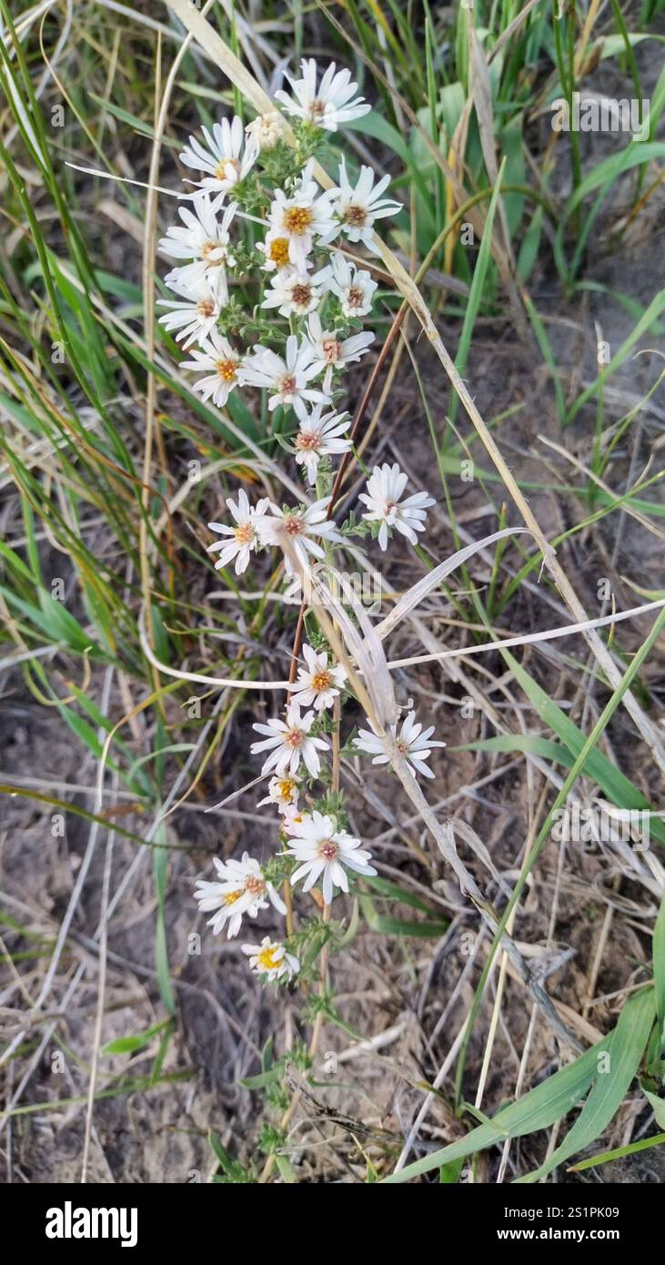 white heath aster (Symphyotrichum ericoides Stock Photo - Alamy