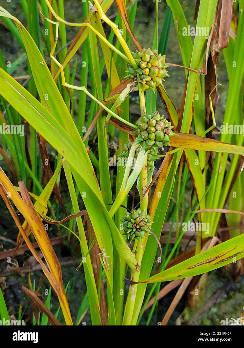 big bur-reed (Sparganium eurycarpum Stock Photo - Alamy