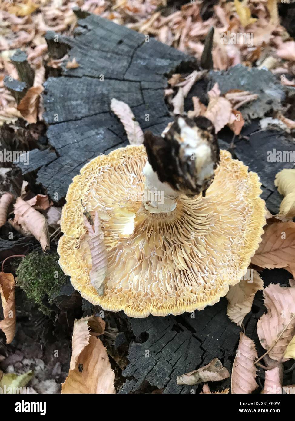 Trainwrecker (Neolentinus lepideus Stock Photo - Alamy