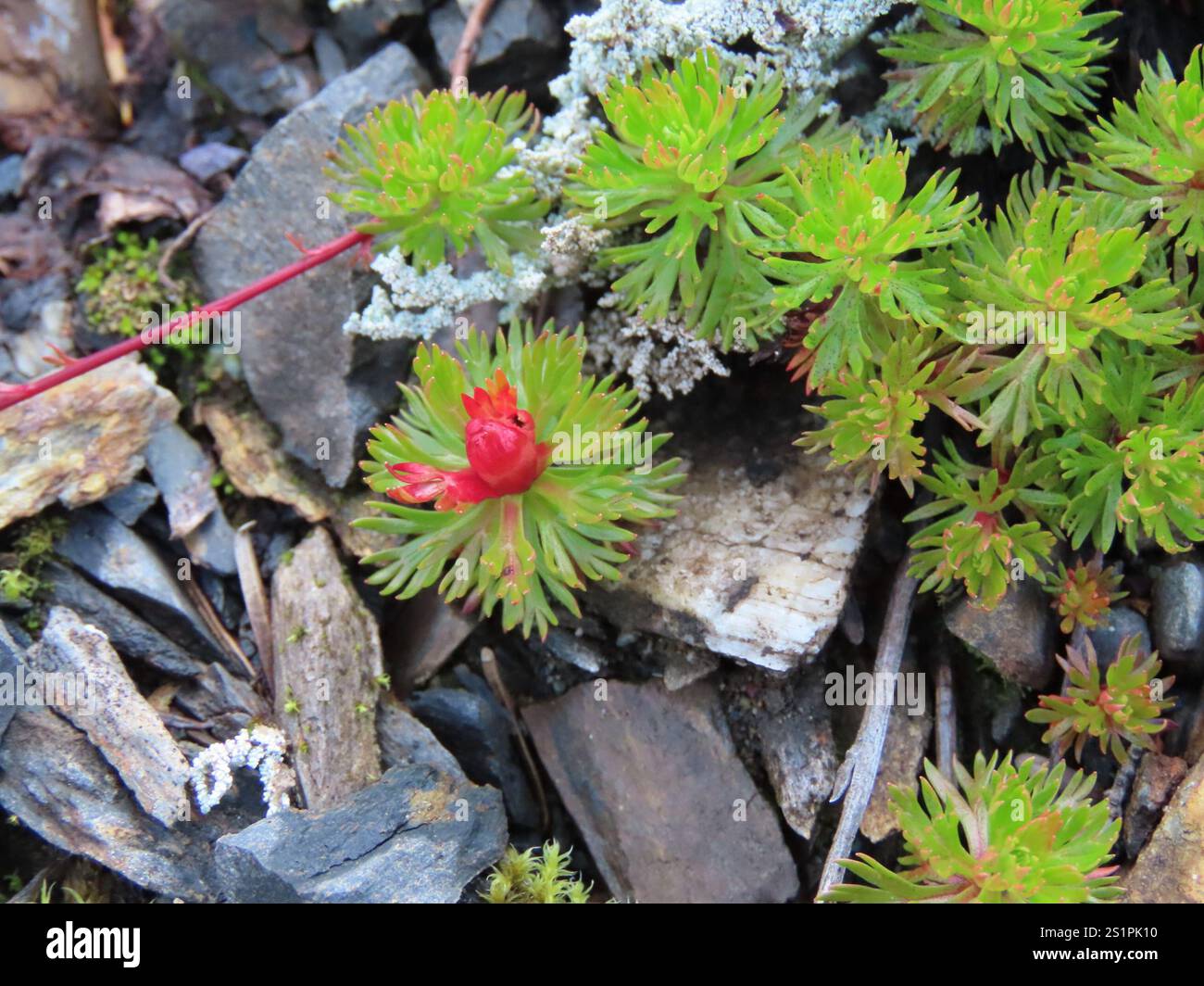Partridgefoot (Luetkea pectinata Stock Photo - Alamy