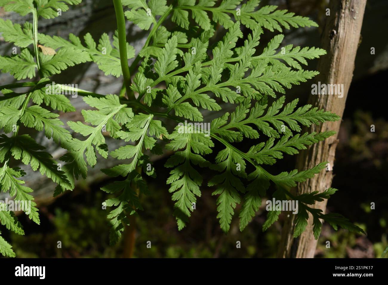 rattlesnake fern (Botrypus virginianus Stock Photo - Alamy