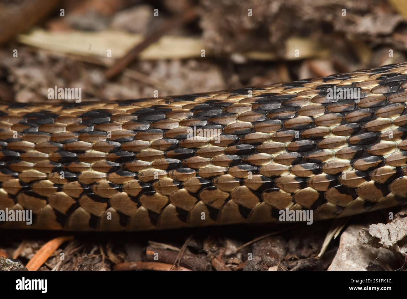 Wandering Garter Snake (Thamnophis elegans vagrans Stock Photo - Alamy