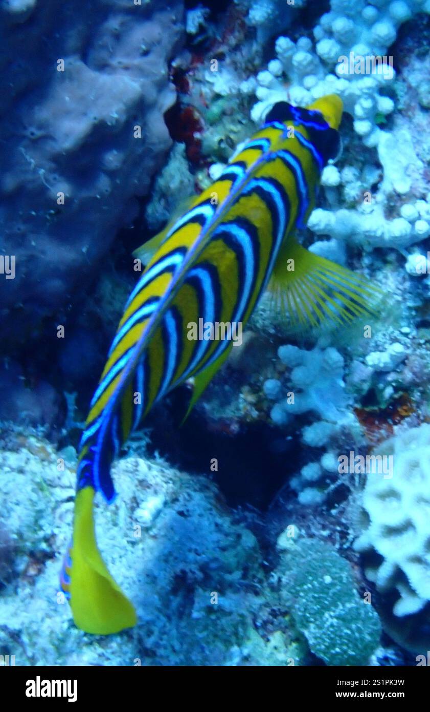 Regal Angelfish (Pygoplites diacanthus Stock Photo - Alamy