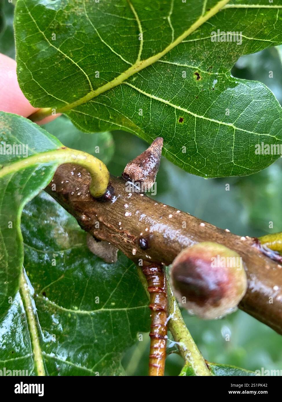 Oak Rough Bulletgall Wasp (Disholcaspis quercusmamma Stock Photo - Alamy