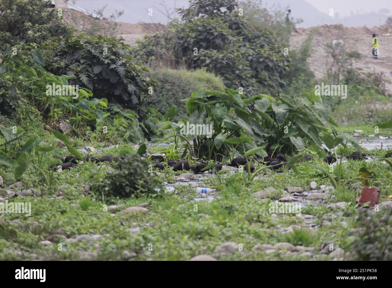Puna Ibis (Plegadis ridgwayi Stock Photo - Alamy