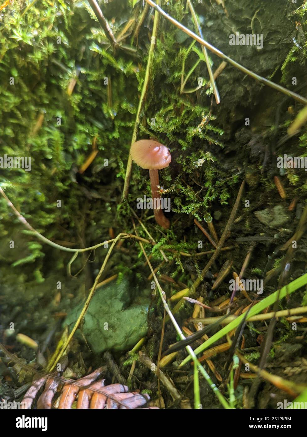 Bleeding Bonnet (Mycena sanguinolenta Stock Photo - Alamy