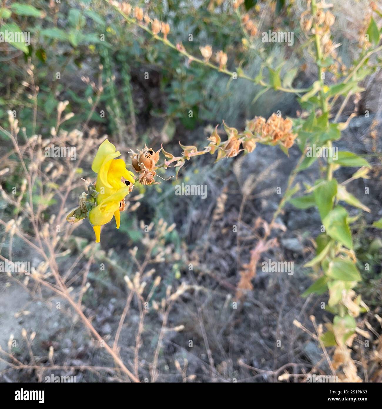 Balkan toadflax (Linaria dalmatica Stock Photo - Alamy