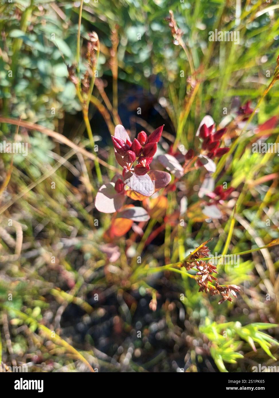 Fraser's marsh St. John's-wort (Hypericum fraseri Stock Photo - Alamy