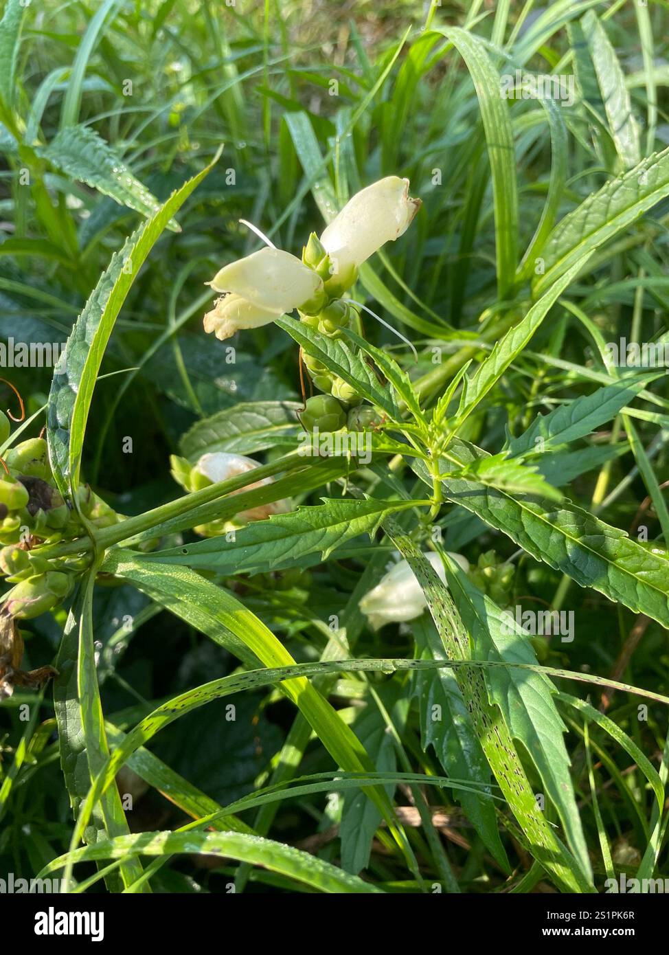 white turtlehead (Chelone glabra Stock Photo - Alamy