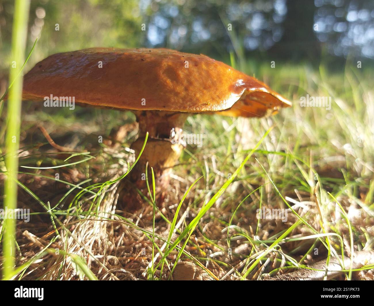 Slippery Jacks (Suillus Stock Photo - Alamy