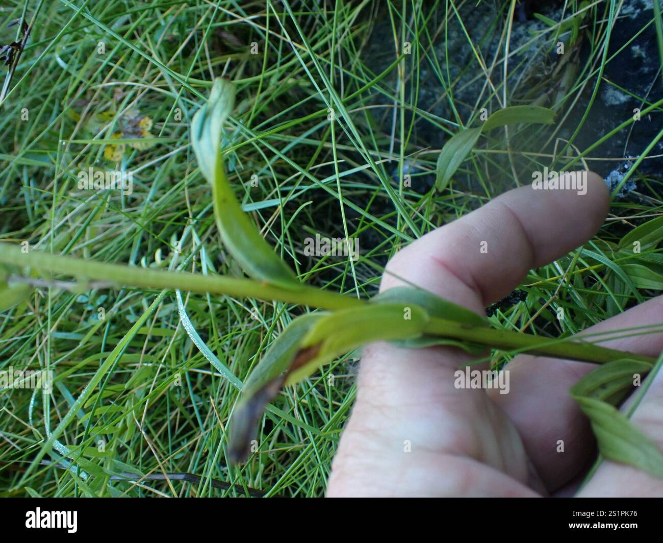 king's scepter gentian (Gentiana sceptrum Stock Photo - Alamy