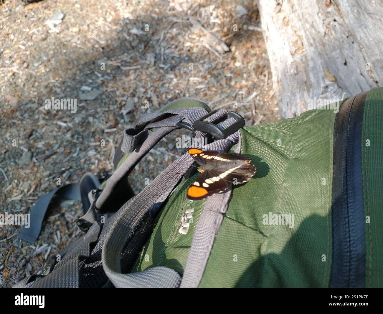 California Sister (Adelpha californica Stock Photo - Alamy