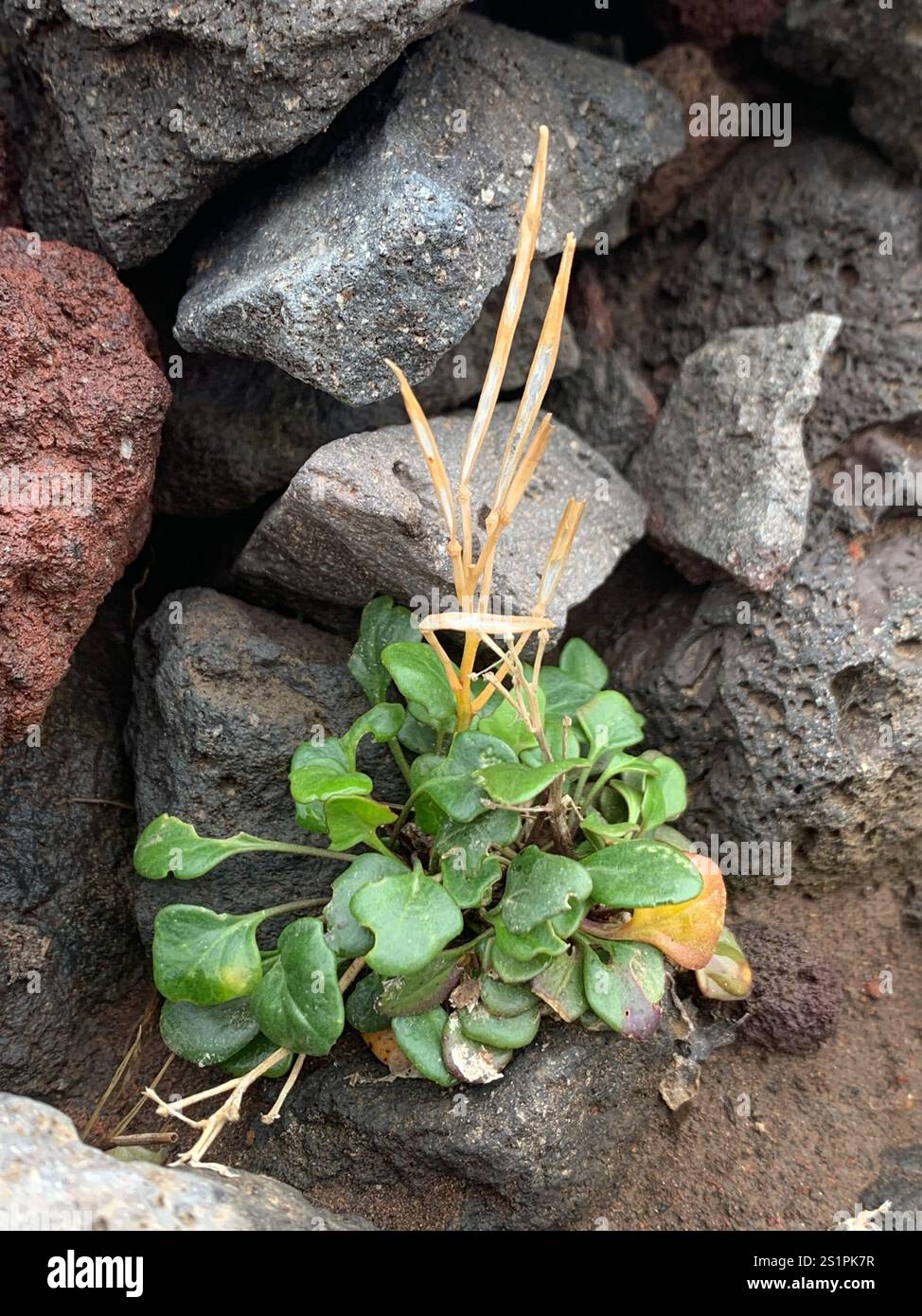 alpine bittercress (Cardamine bellidifolia Stock Photo - Alamy