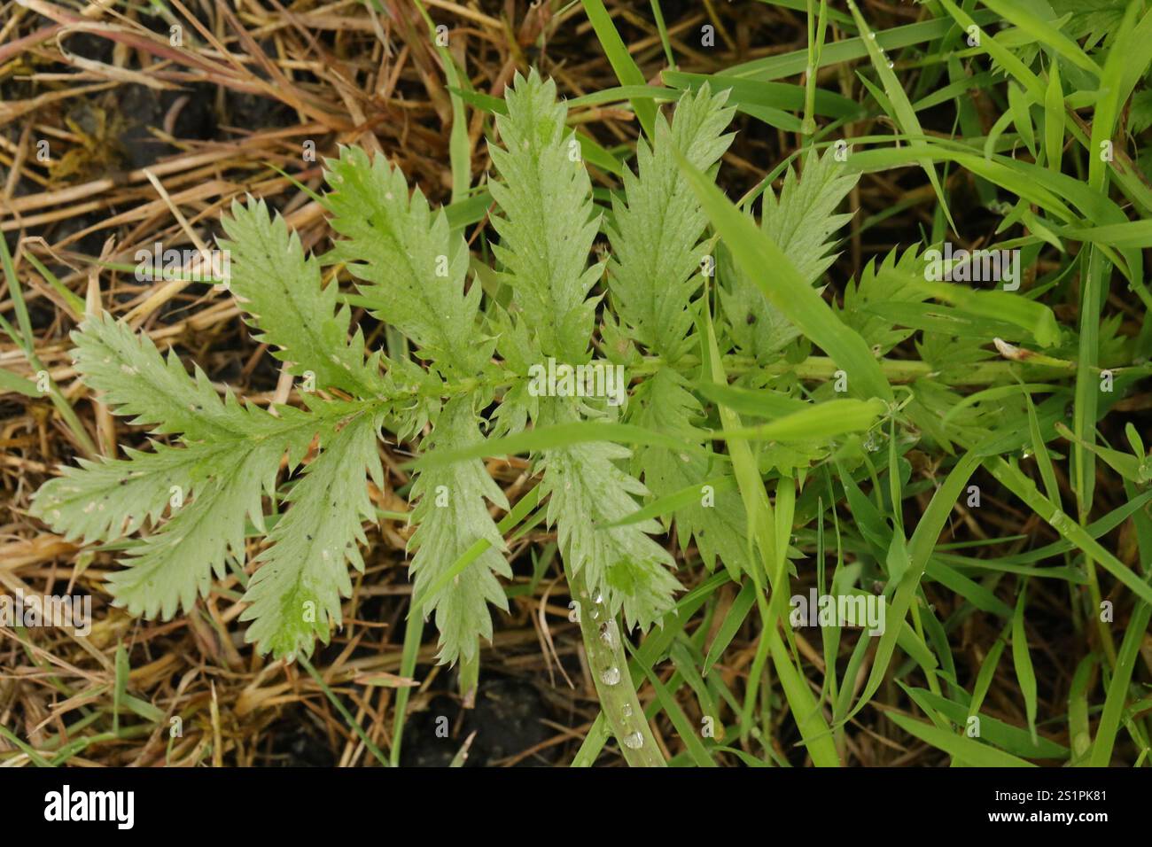 common silverweed (Argentina anserina Stock Photo - Alamy
