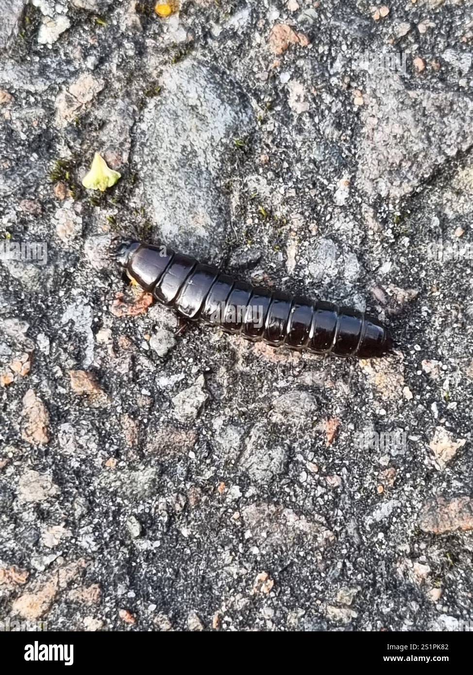 Worm and Slug Hunters (Carabus Stock Photo - Alamy
