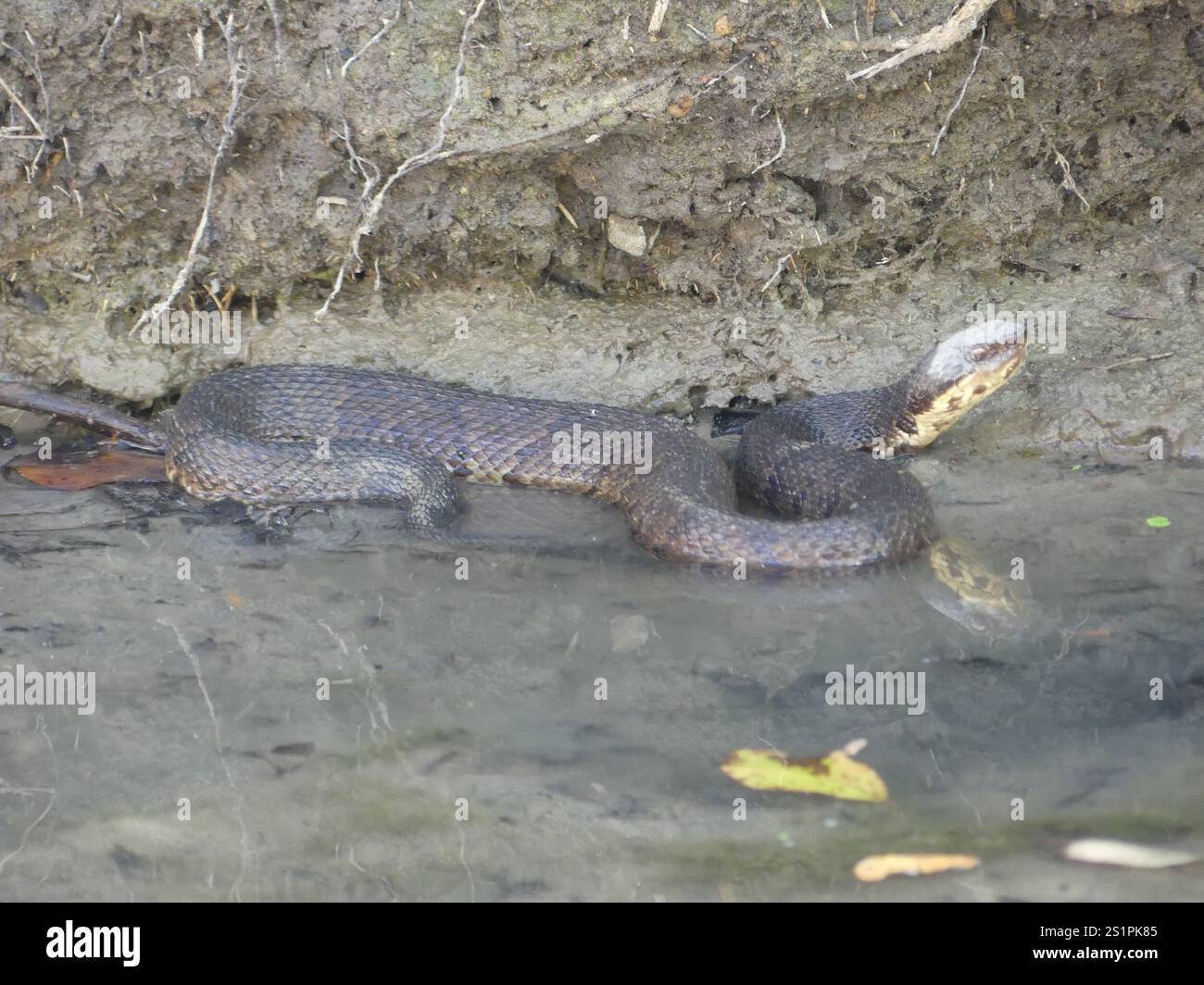 Northern Cottonmouth (Agkistrodon piscivorus Stock Photo - Alamy