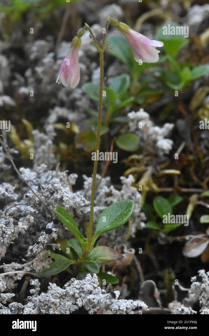 Twinflower (Linnaea borealis Stock Photo - Alamy