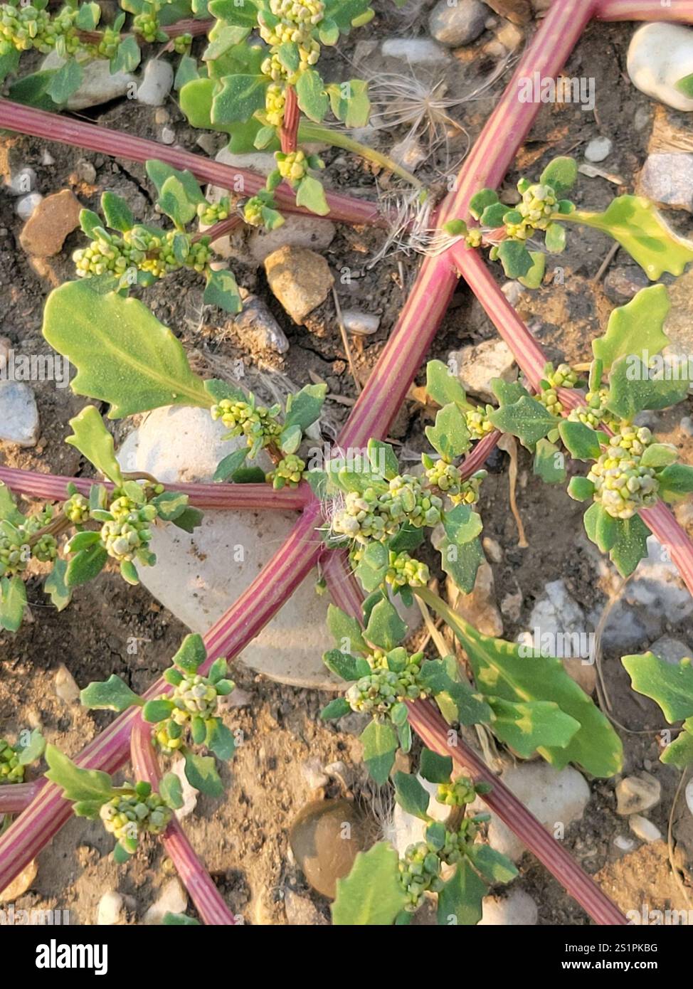 oak-leaved goosefoot (Oxybasis glauca Stock Photo - Alamy