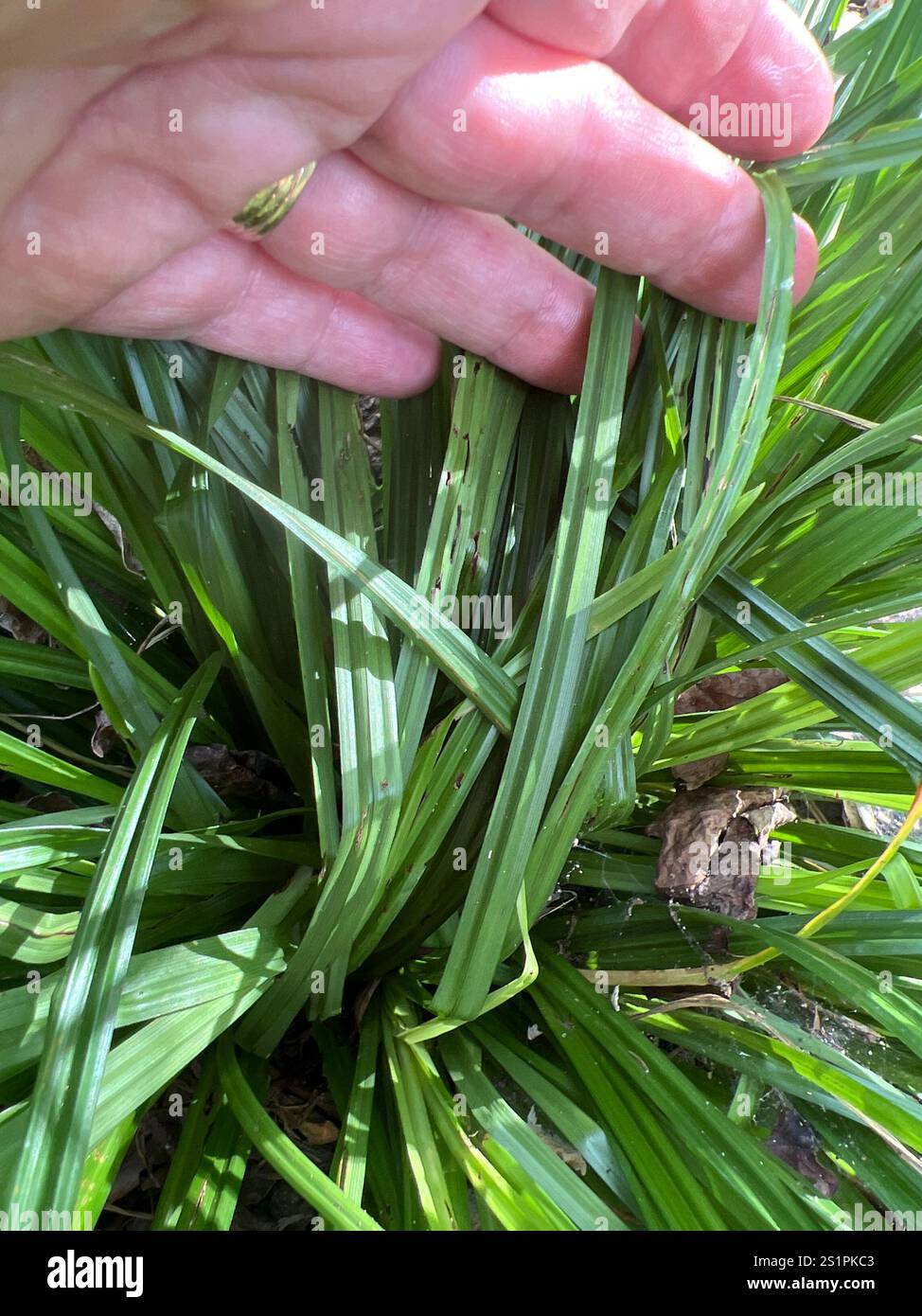 Creeping Lilyturf (Liriope spicata Stock Photo - Alamy