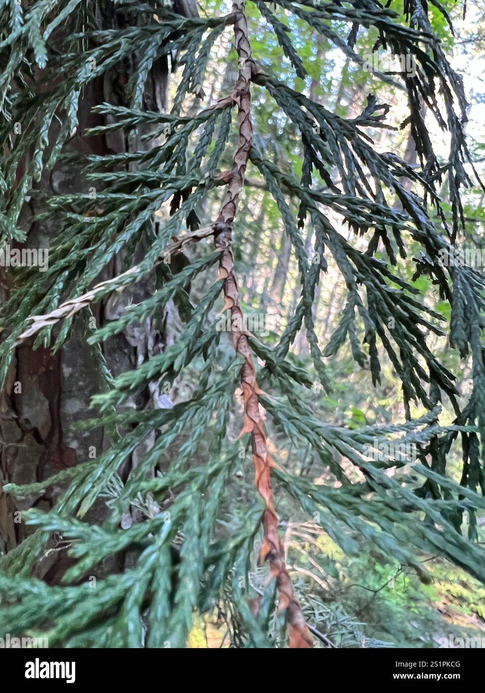 Alaska yellow cedar (Callitropsis nootkatensis Stock Photo - Alamy